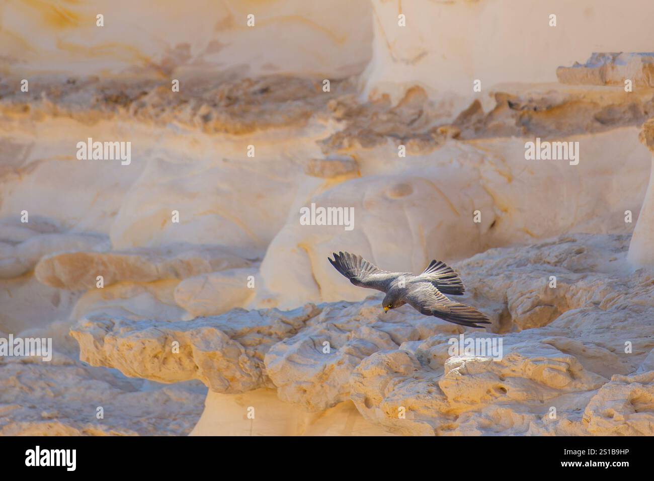 Sooty falcon (Falco concolor) is a medium-sized falcon breeding from ...