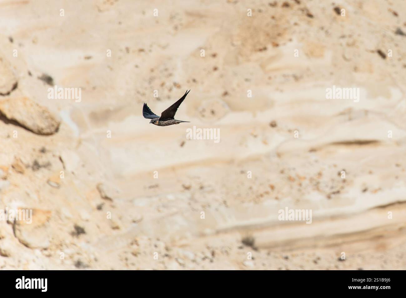 Sooty falcon (Falco concolor) is a medium-sized falcon breeding from ...
