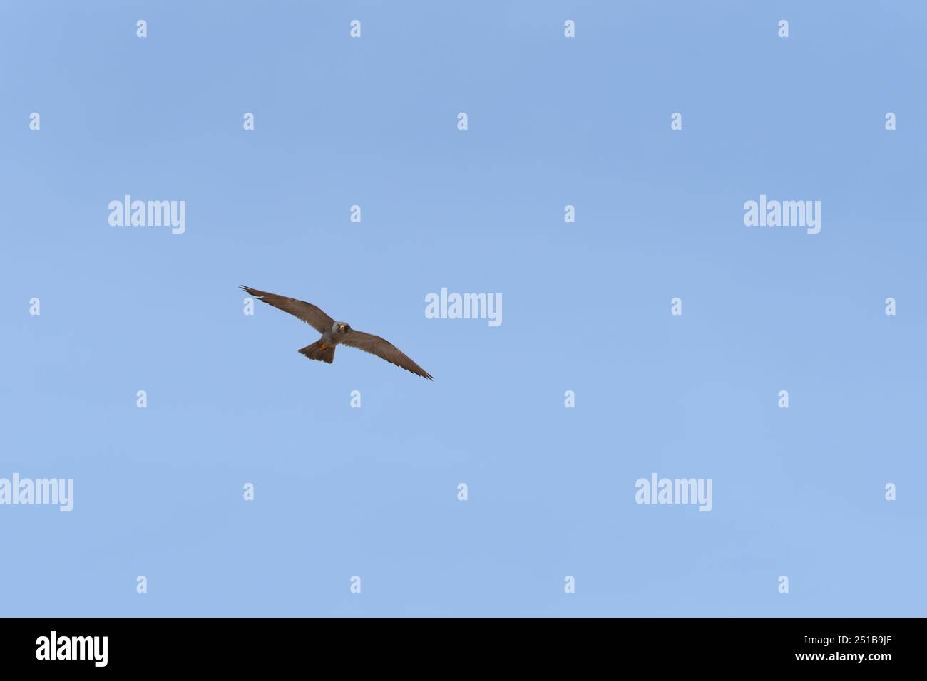 Sooty falcon (Falco concolor) is a medium-sized falcon breeding from ...