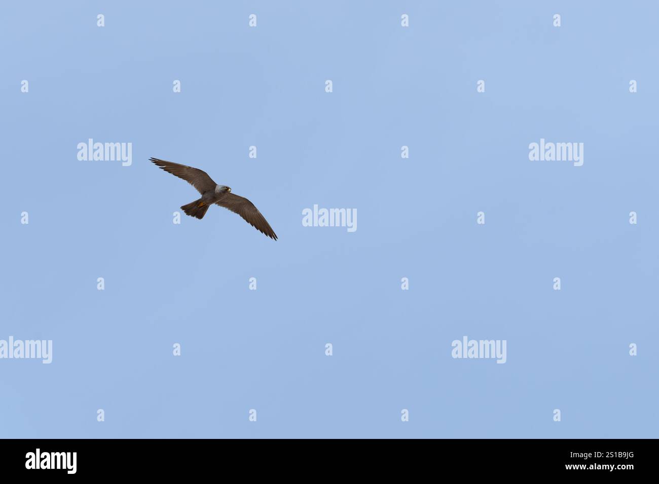 Sooty falcon (Falco concolor) is a medium-sized falcon breeding from ...