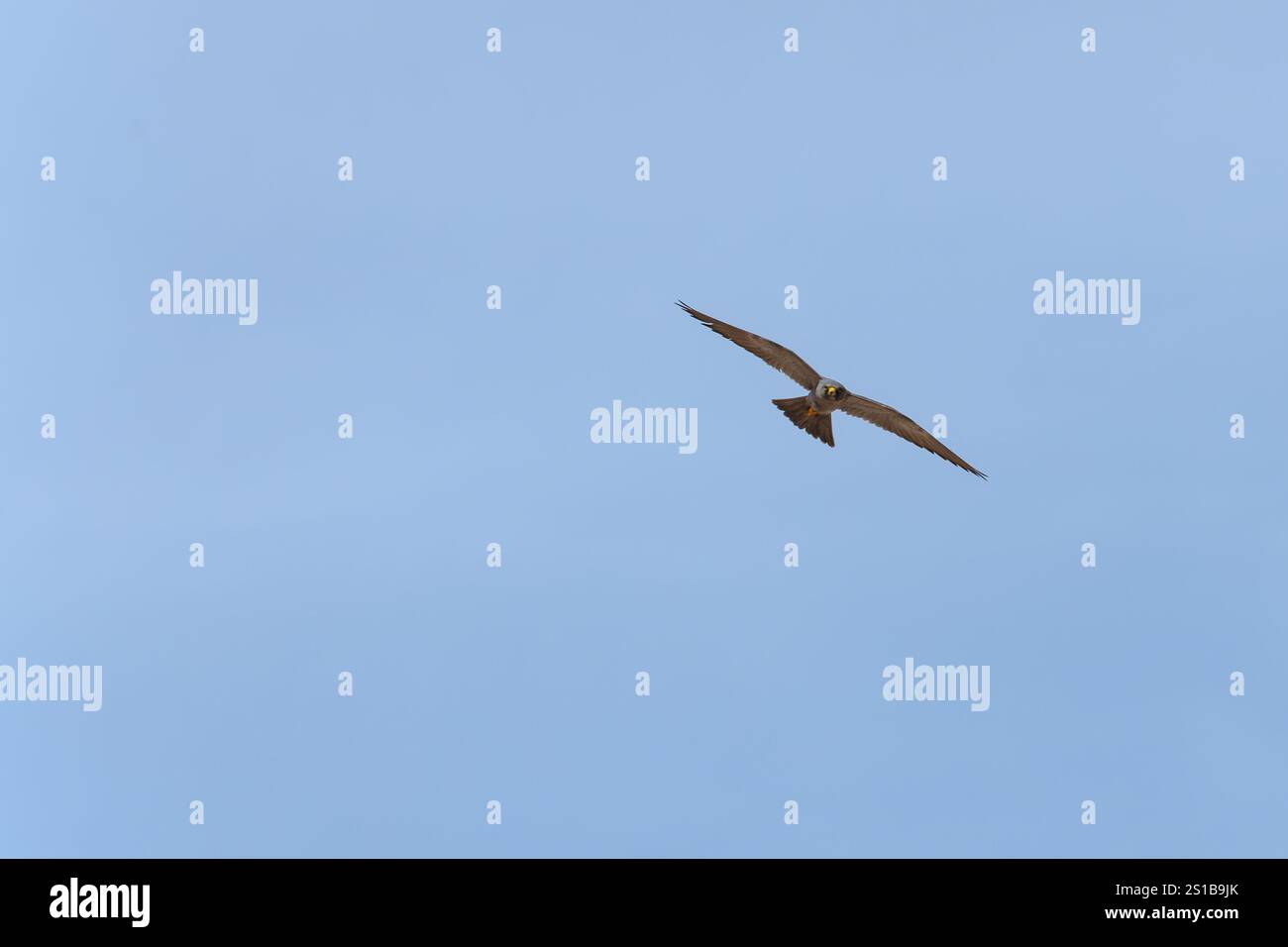 Sooty falcon (Falco concolor) is a medium-sized falcon breeding from ...