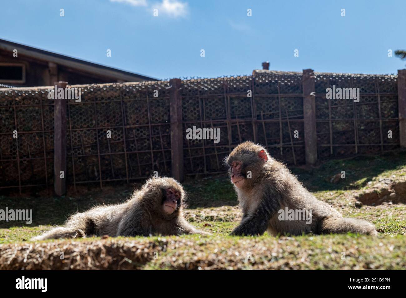 Iwatayama Monkey Park, Arashiyama, Kyoto, Japan Stock Photo - Alamy