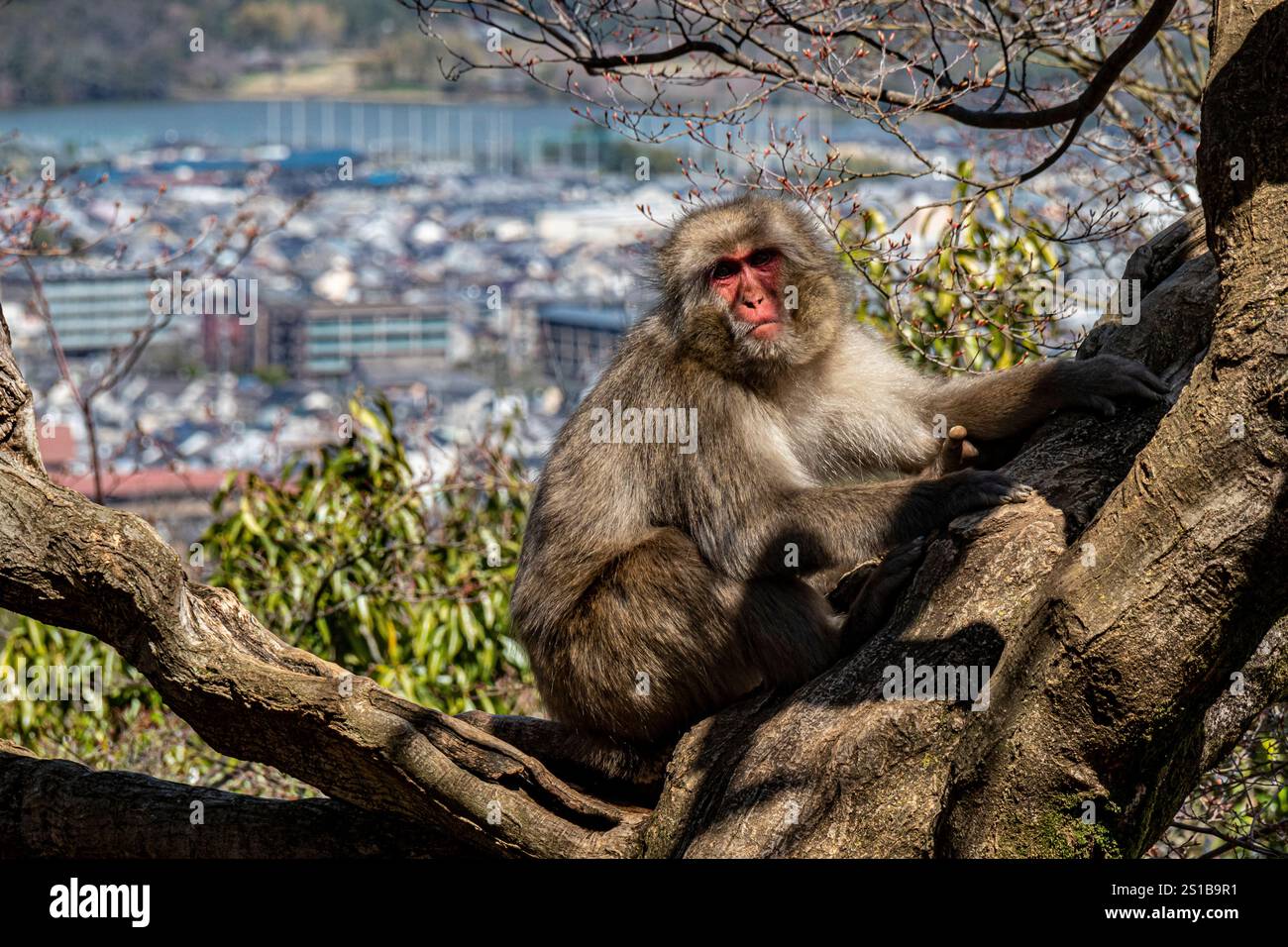 Iwatayama Monkey Park, Arashiyama, Kyoto, Japan Stock Photo - Alamy