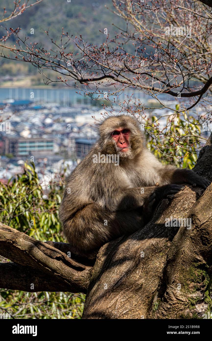 Iwatayama Monkey Park, Arashiyama, Kyoto, Japan Stock Photo - Alamy