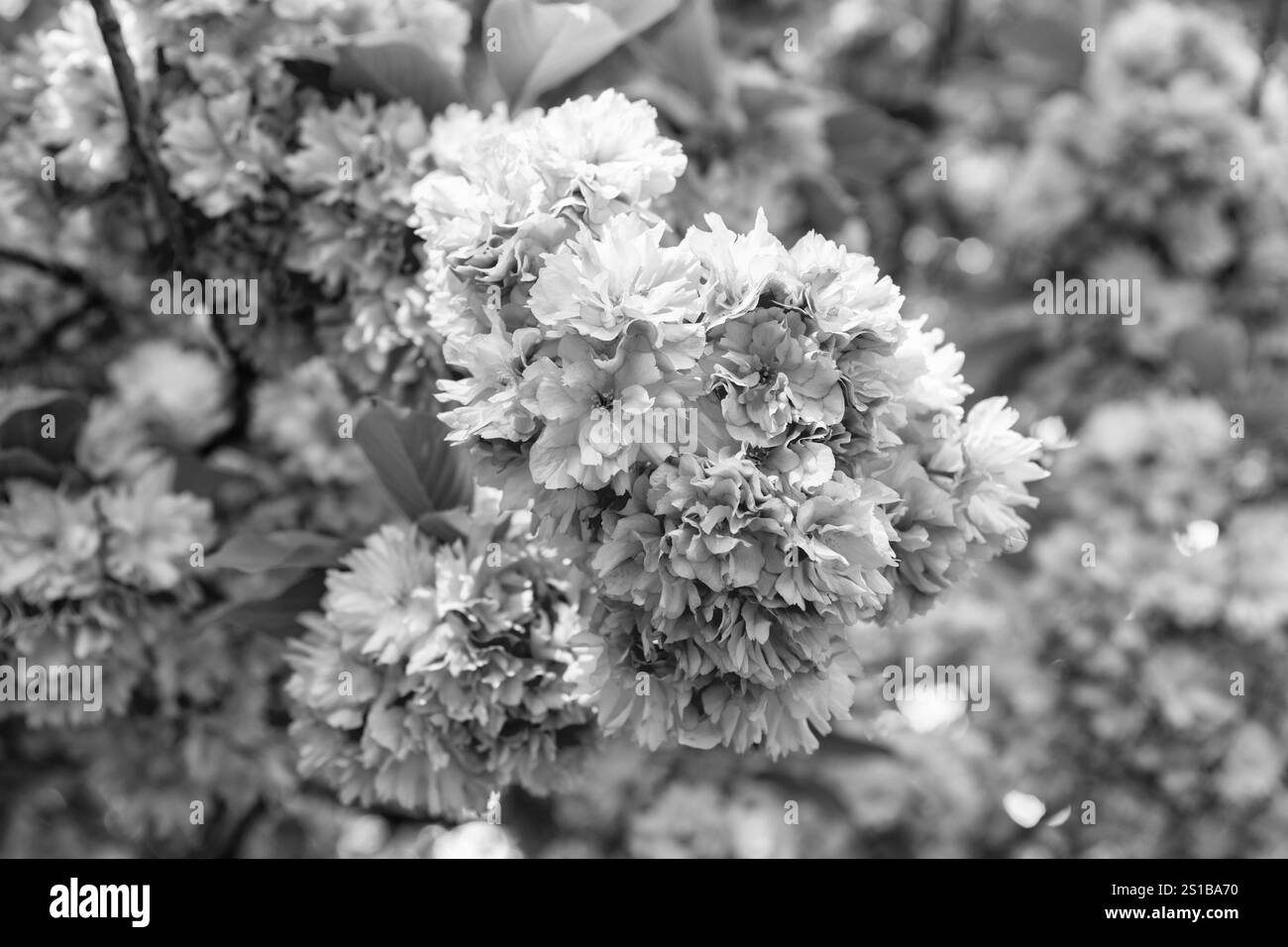 Spring blossoms on tree Black and White Stock Photos & Images - Alamy