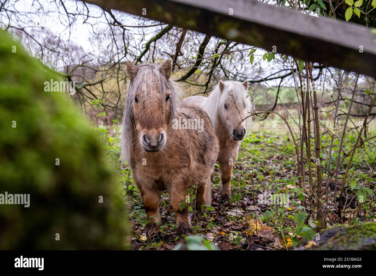 Scotland shetland islands ponies hi-res stock photography and images ...