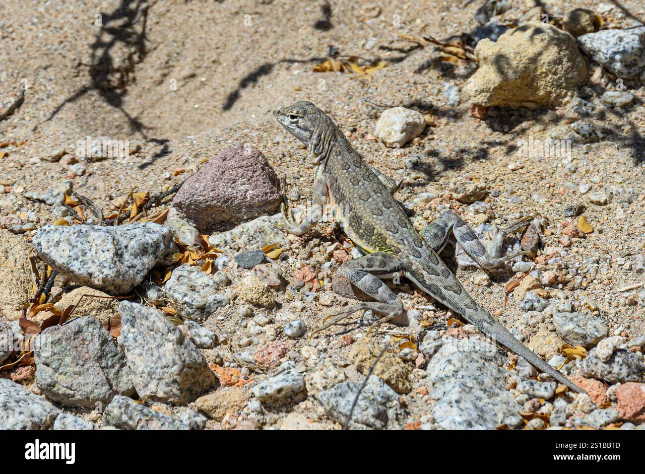 A zebra-tailed lizard (Callisaurus draconoides) in the desert on San ...