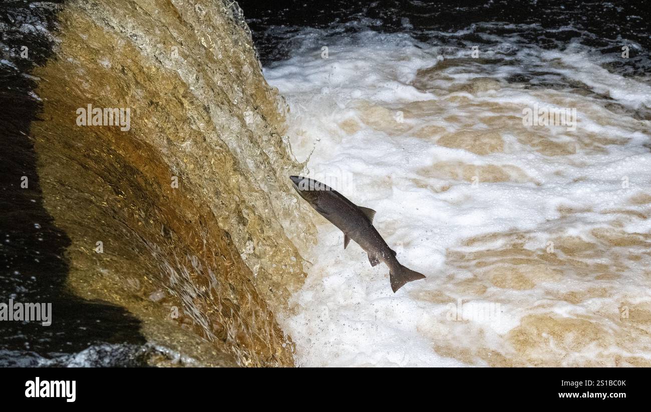 Salmon jumping a waterfall on the river Ribble at Stainforth Foss ...