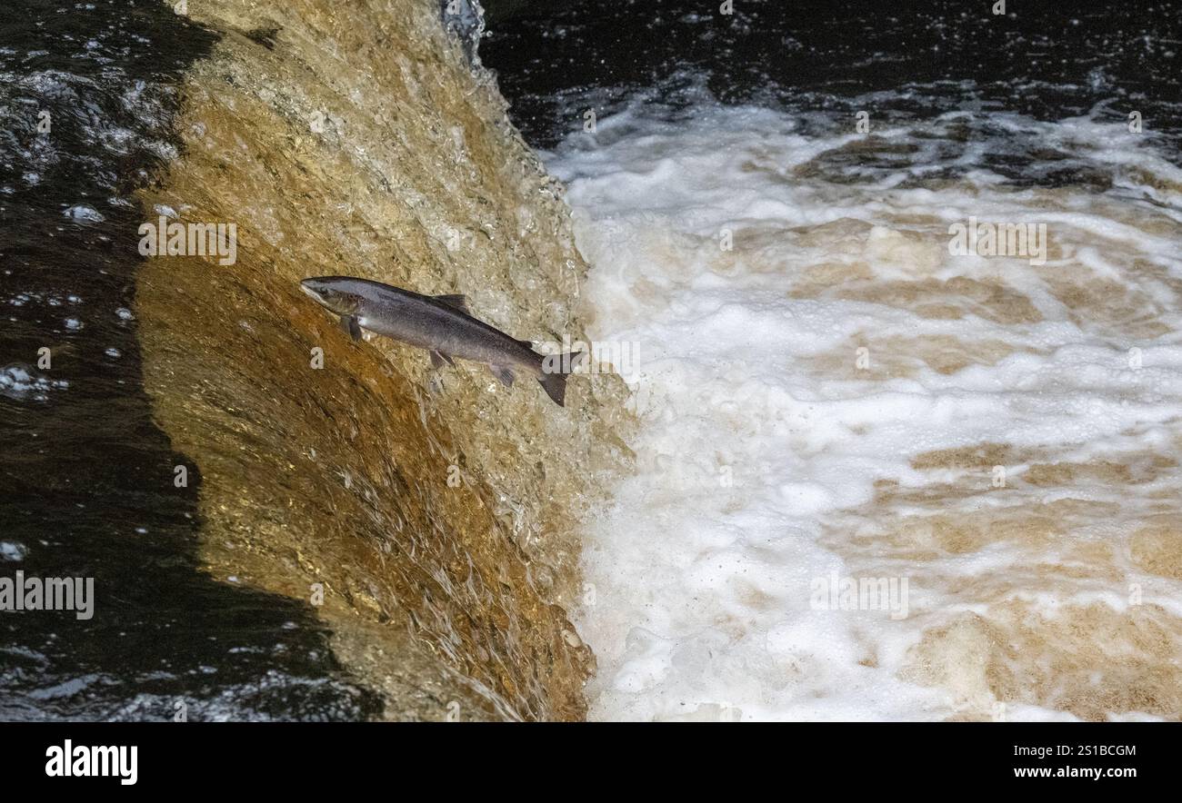 Salmon jumping a waterfall on the river Ribble at Stainforth Foss ...