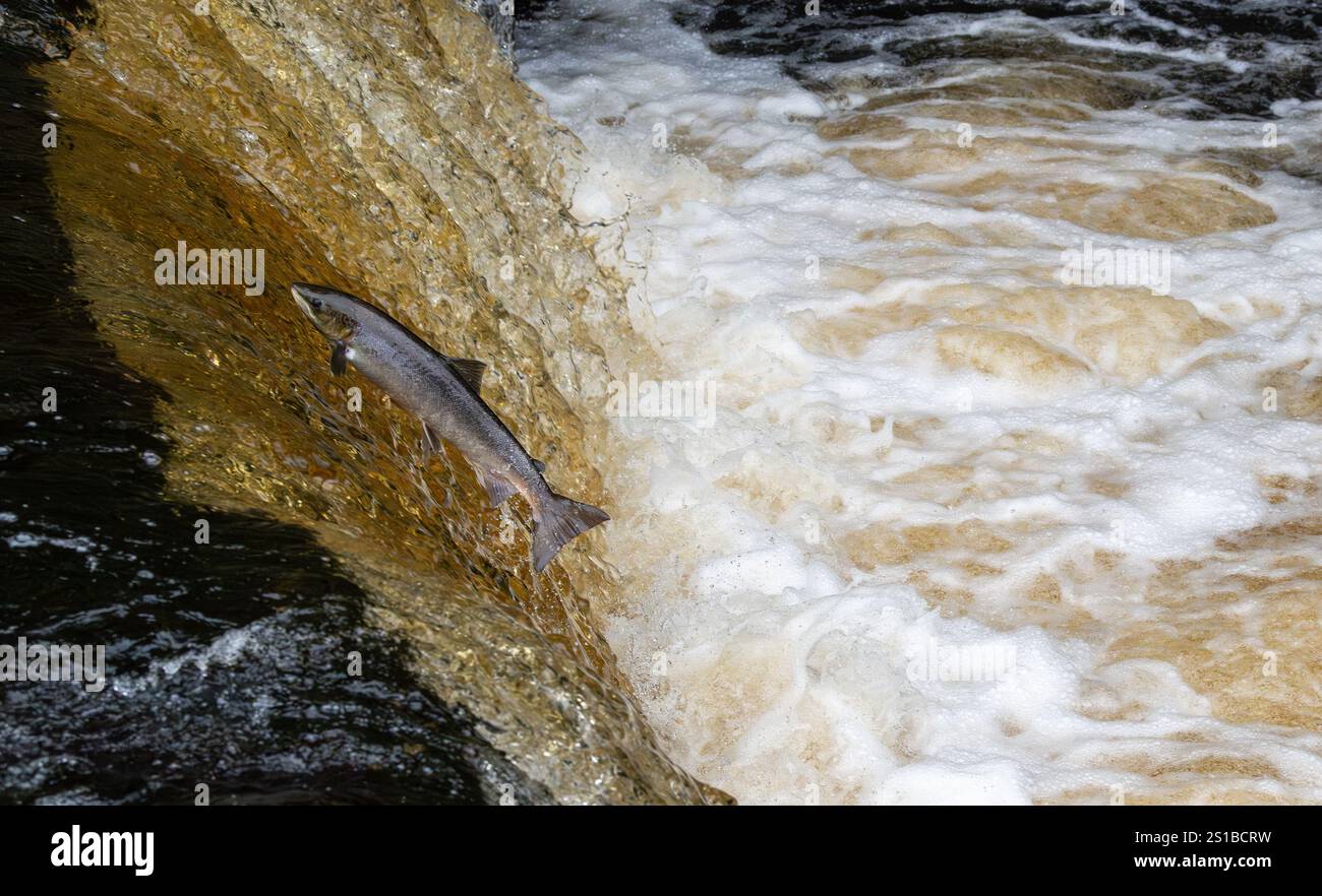 Salmon jumping a waterfall on the river Ribble at Stainforth Foss ...