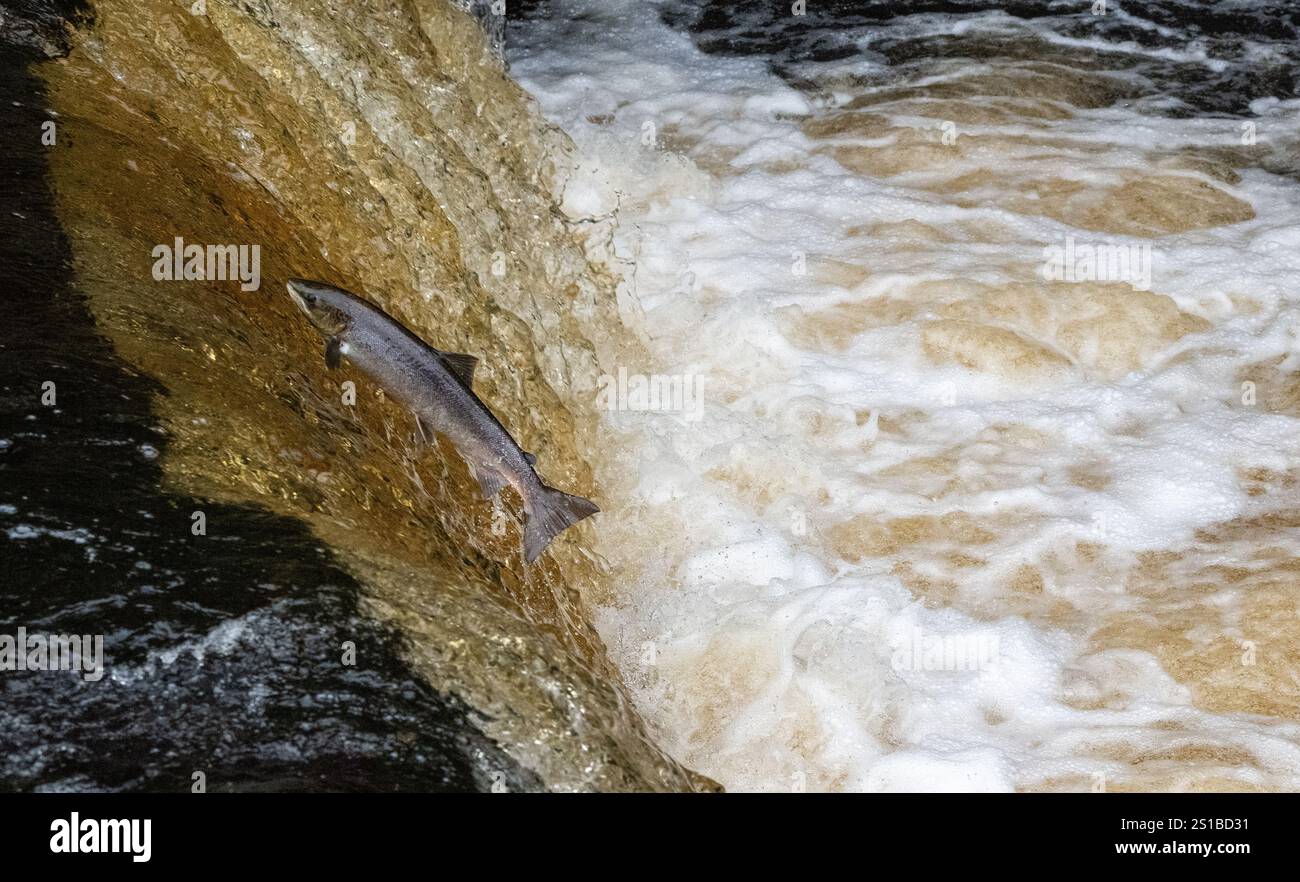 Salmon jumping a waterfall on the river Ribble at Stainforth Foss ...