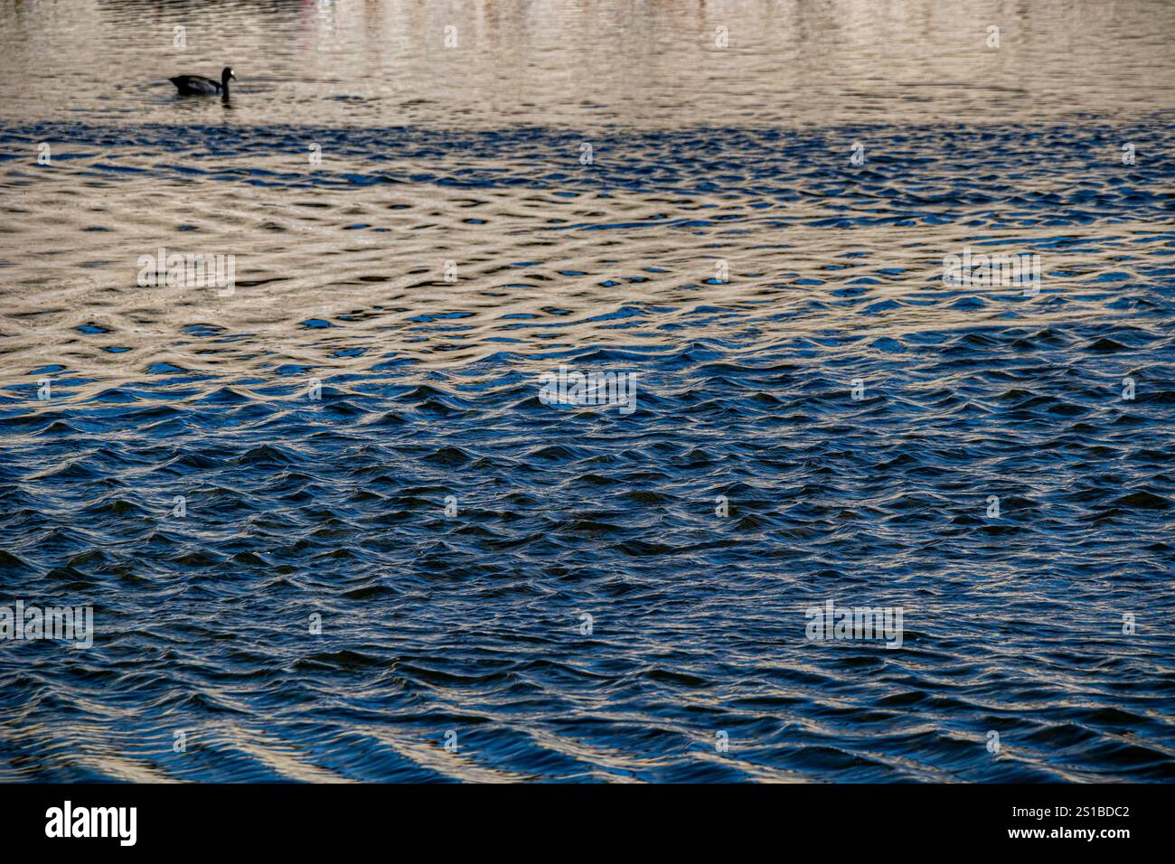 Duck in Los Angeles River, Elysian Valley (Frogtown), Los Angeles ...