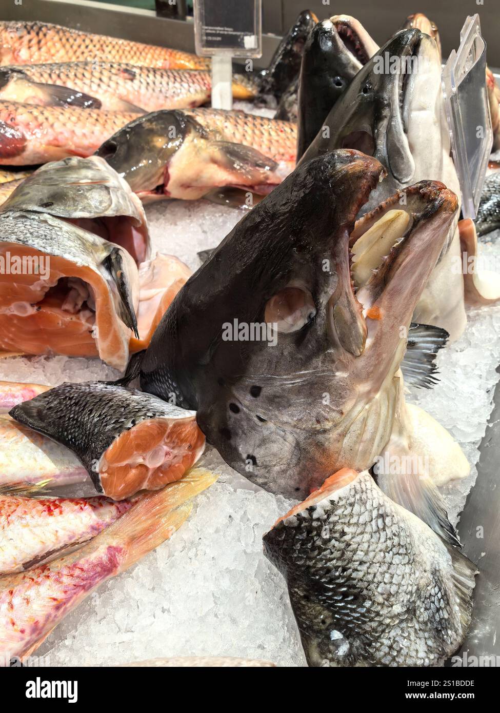 Heads of various fish species hi-res stock photography and images - Alamy