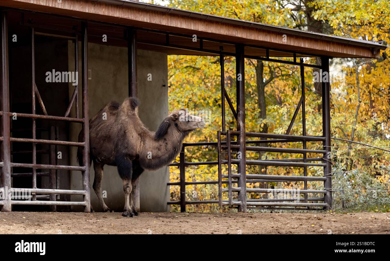 Bactrian Camels On Farm Exhibit Unique Beauty With Their Two Humps ...