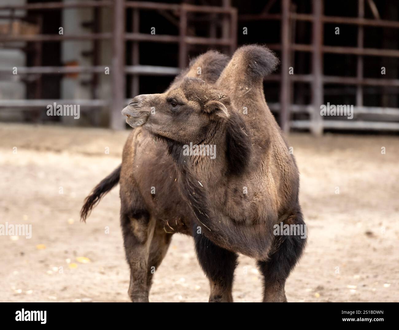 Bactrian Camels On Farm Exhibit Unique Beauty With Their Two Humps ...