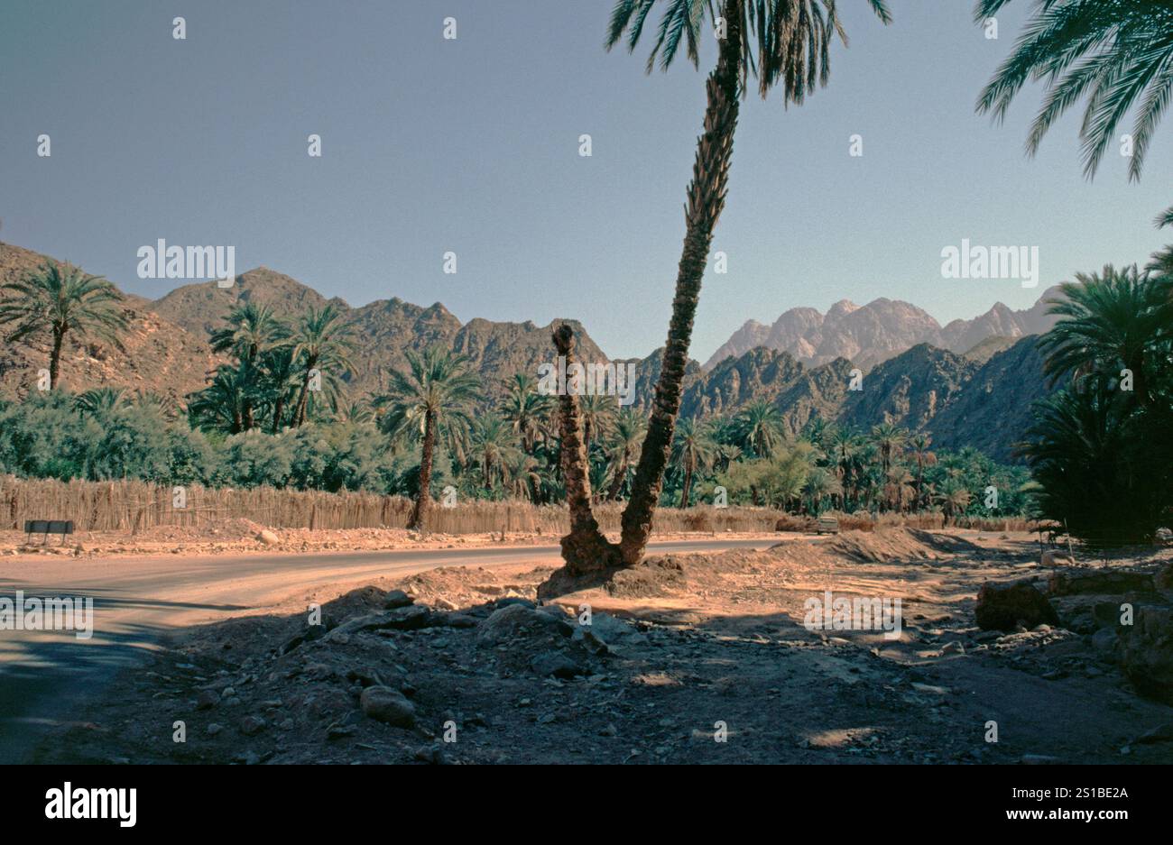 Palm trees, Wadi Feiran, Sinai Peninsula, Egypt, September 1989 Stock ...