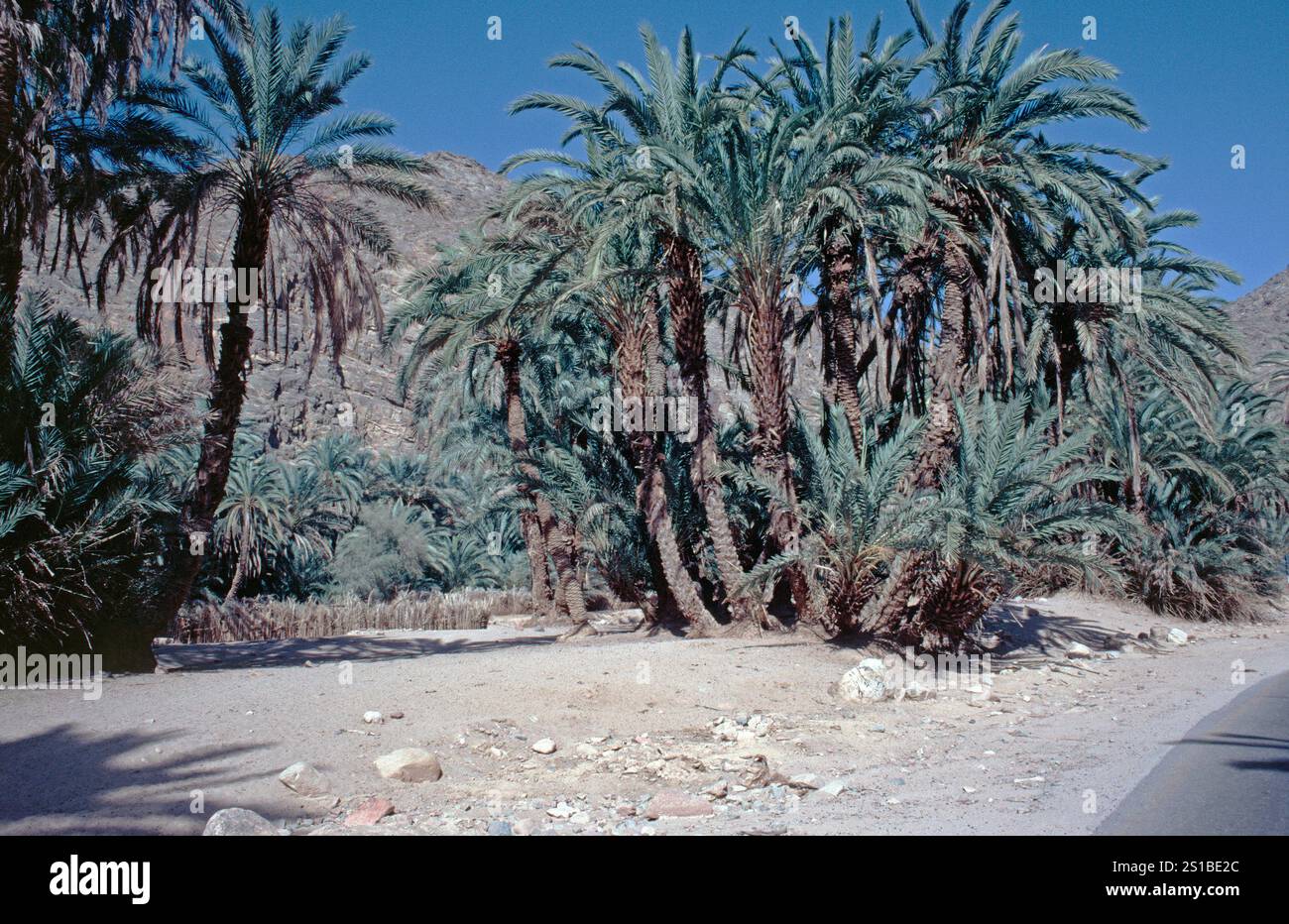 Palm trees, Wadi Feiran, Sinai Peninsula, Egypt, September 1989 Stock ...