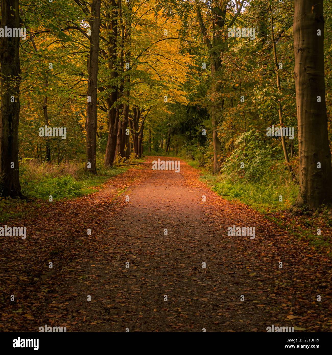View empty path in hi-res stock photography and images - Alamy