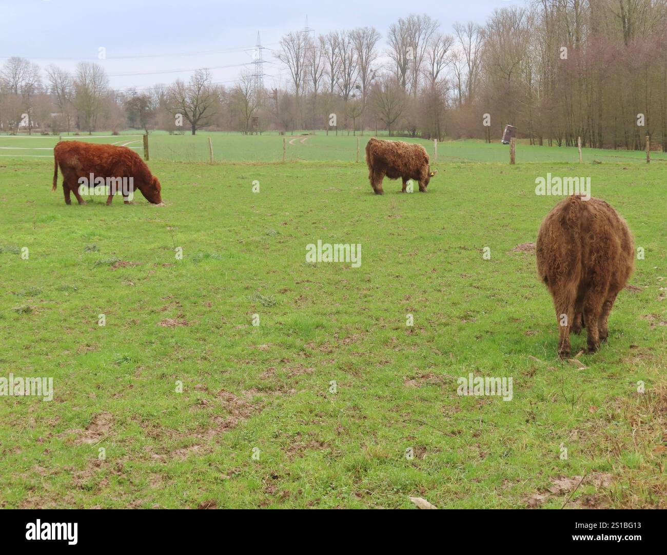 ...das Trio Weidegaenger - genannt Galloway Rinder... Galloway Rinder ...