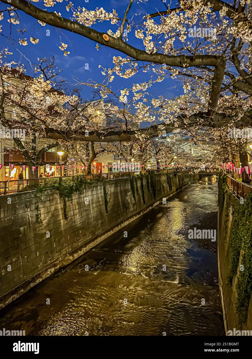 Sakura Trees along the Meguro River, ⁨Meguro⁩, ⁨Tokyo⁩, ⁨Japan⁩ Stock Photo - Alamy