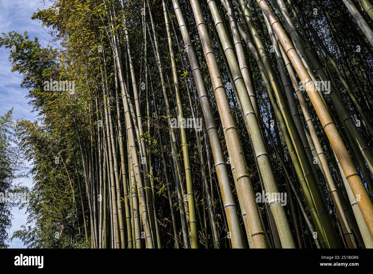 The sagano bamboo forest hi-res stock photography and images - Alamy