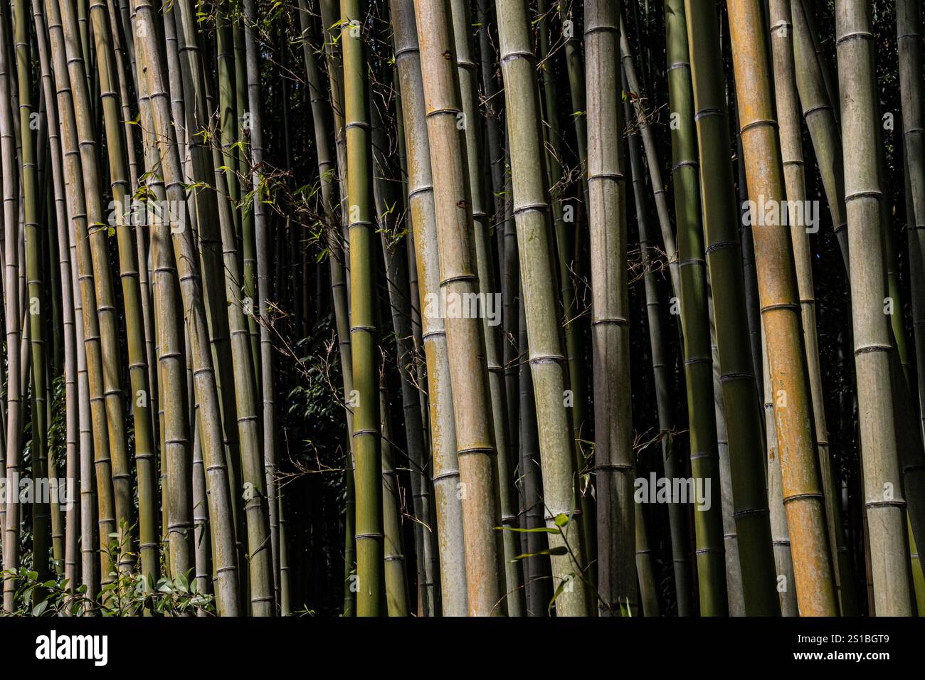 Bamboo forest at sagano arashiyama kyoto hi-res stock photography and ...