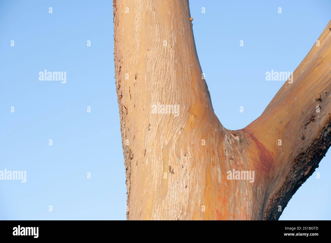 An arbutus tree trunk Stock Photo - Alamy