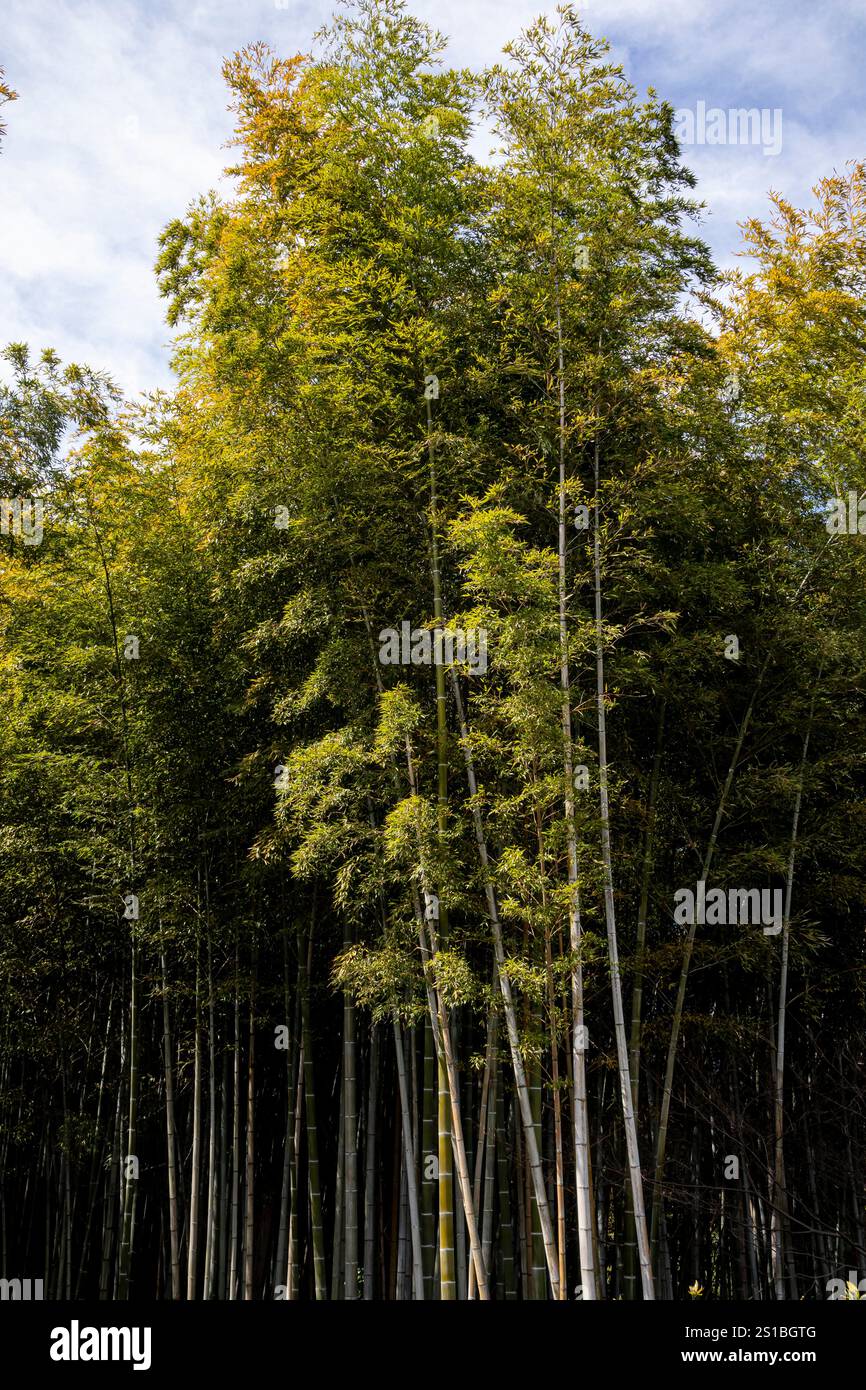 The sagano bamboo forest hi-res stock photography and images - Alamy