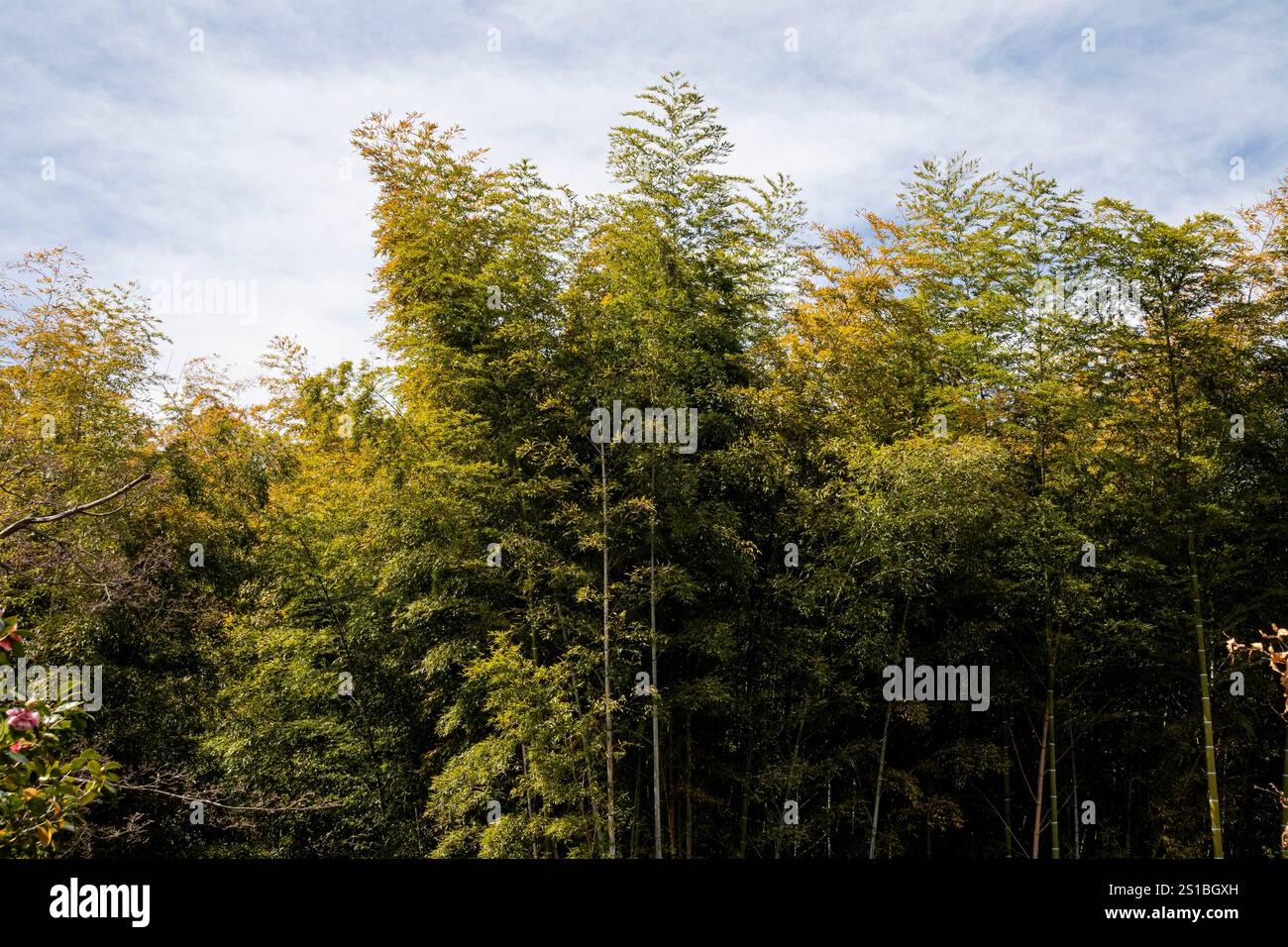 Kyoto arashiyama bamboo grove forest hi-res stock photography and ...