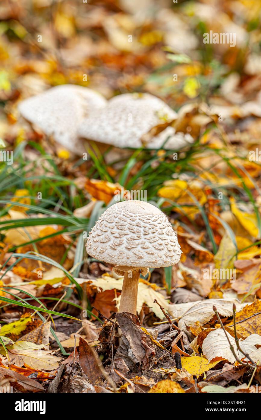 Macrolepiota procera known as parasol mushroom, is a basidiomycete ...