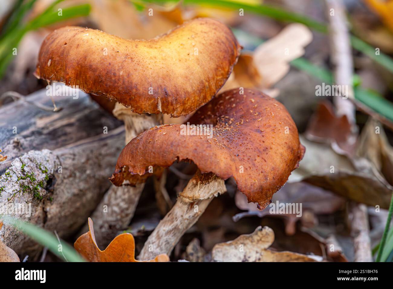 A mushroom Armillaria, honey fungus growing under green leaf. Fall leaf ...