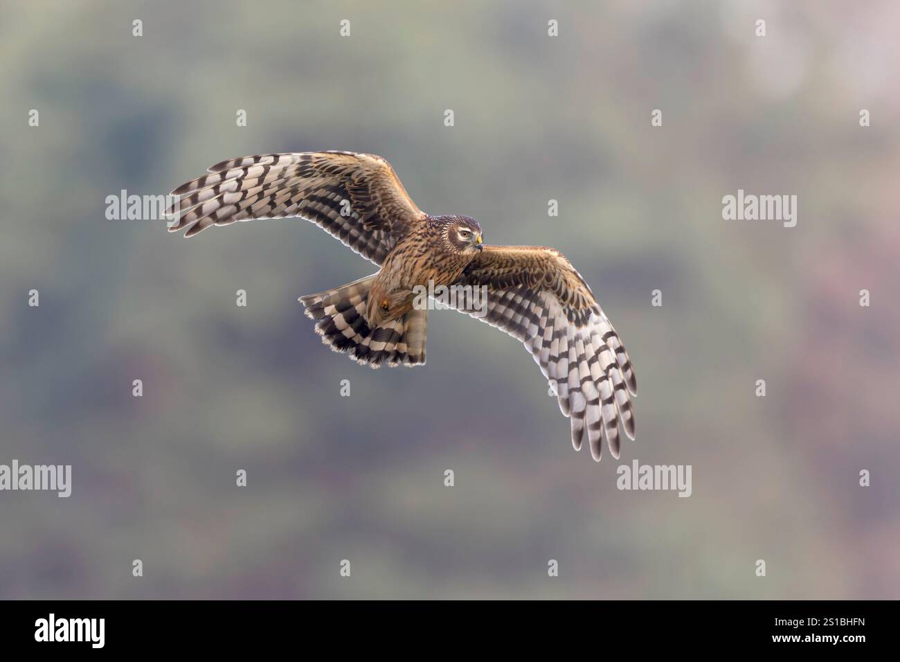 Female hen harrier (Circus cyaneus) in flight Stock Photo - Alamy