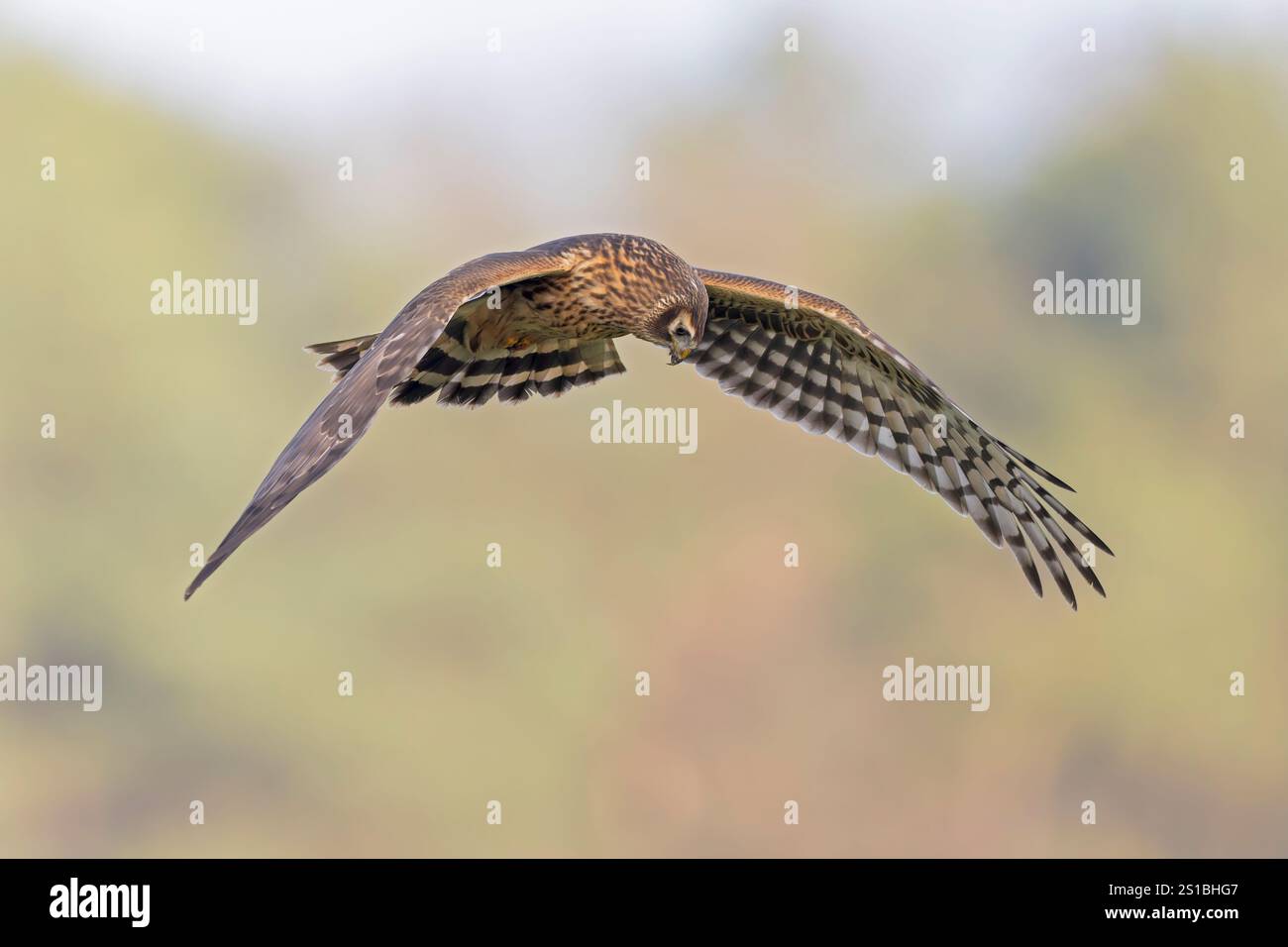 Female hen harrier (Circus cyaneus) in flight Stock Photo - Alamy