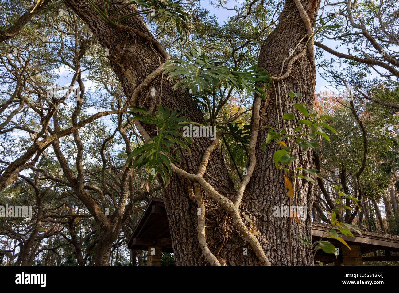 Florida oak tree with park pavilion in background Stock Photo - Alamy