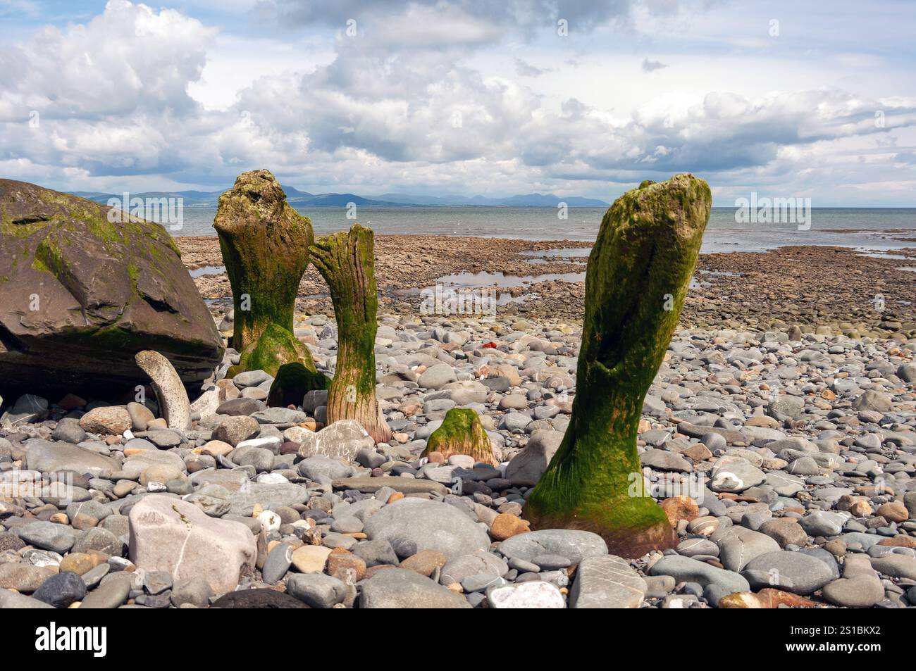Tree stumps beach cloudy sky hi-res stock photography and images - Alamy
