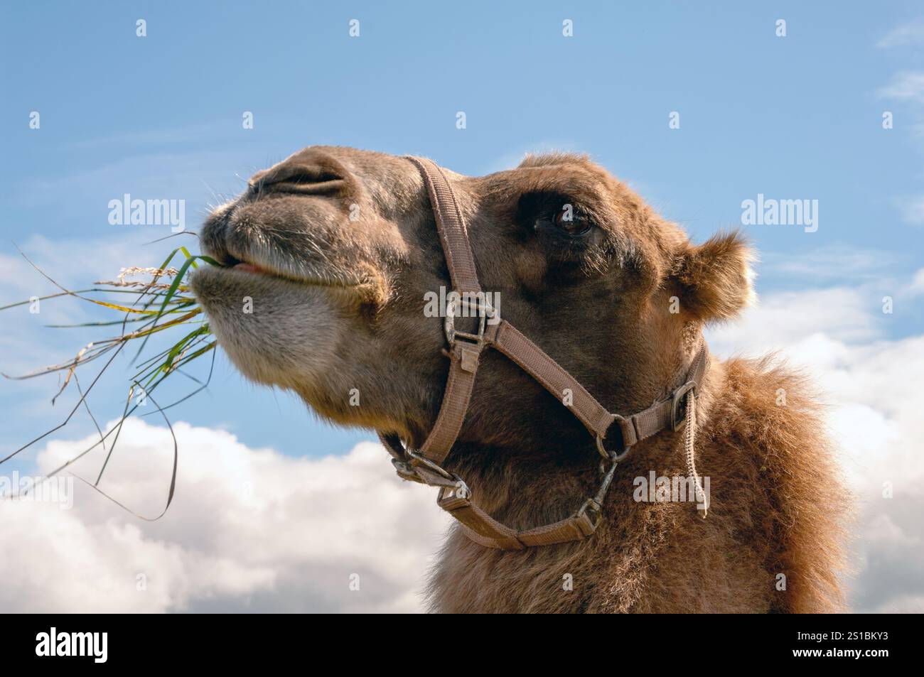 A camel is eating grass with its mouth open. The camel is wearing a ...