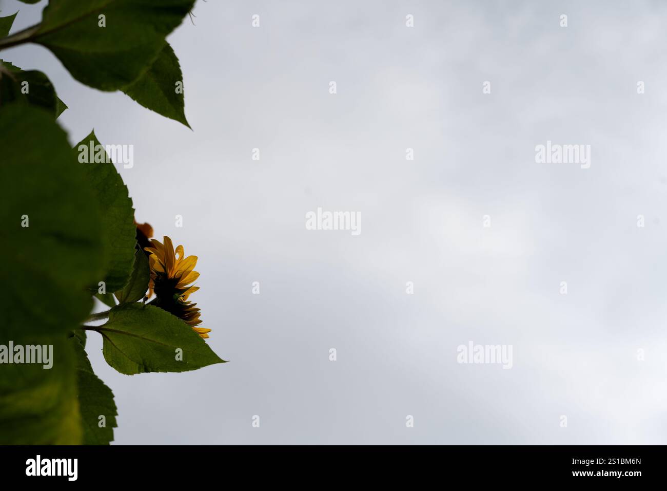 photo Capture of a tranquil sunflower reaching towards the vast sky ...