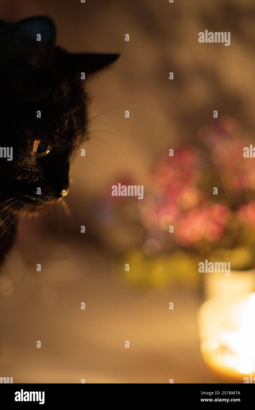 The image shows a black cat with a candle and a blurred background that ...