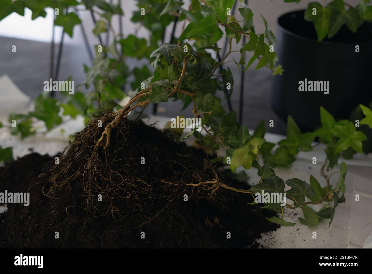 photo Exploring Ivy Plant Cultivation: Understanding Root Systems, Soil ...