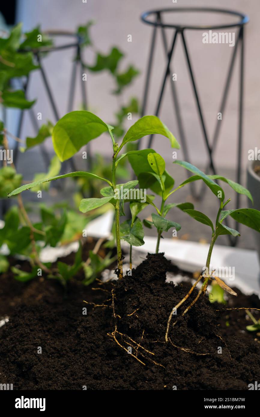 photo Vibrant Young Plant Saplings Show Healthy Growth with Rich Soil ...