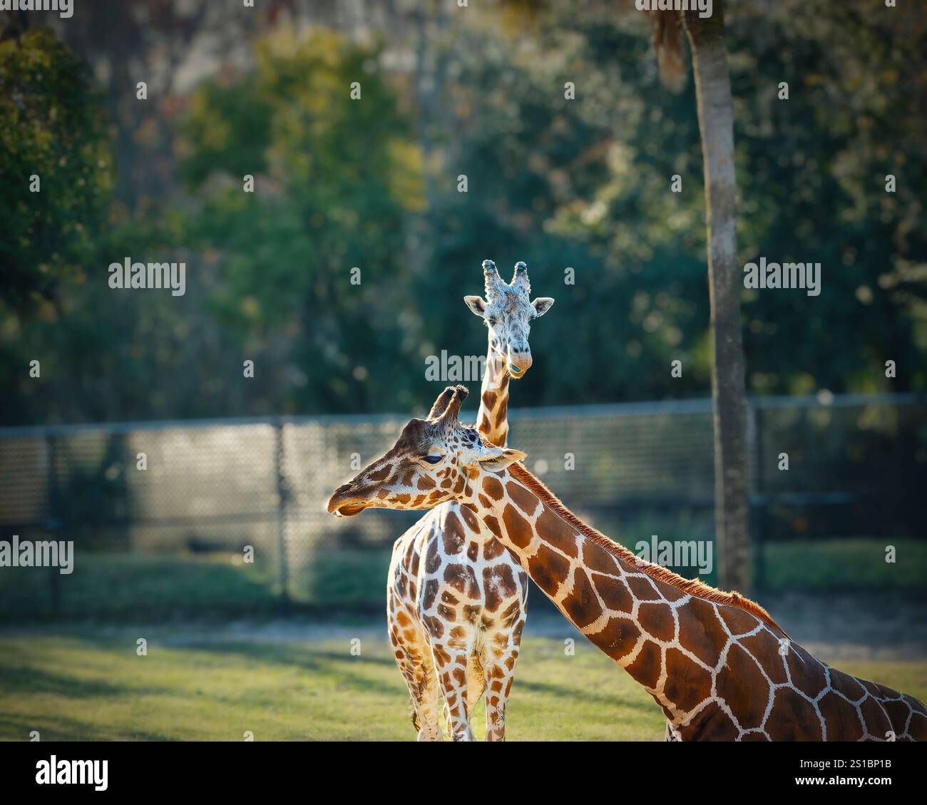 Two Northern giraffes standing next to each other in a grassy field ...