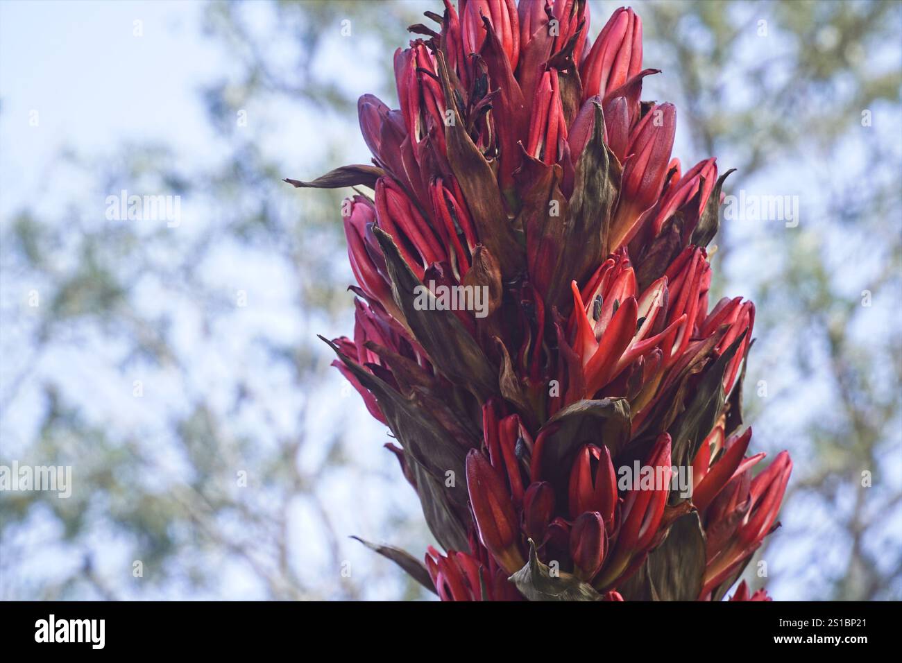 Doryanthes palmeri flower spike closeup showing the individual lily ...