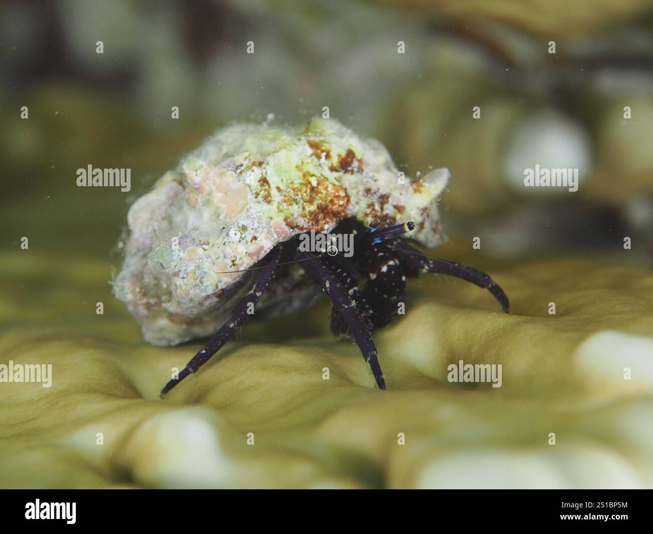 Black hermit crab (Dardanus) with colourful shell on a net fire coral ...