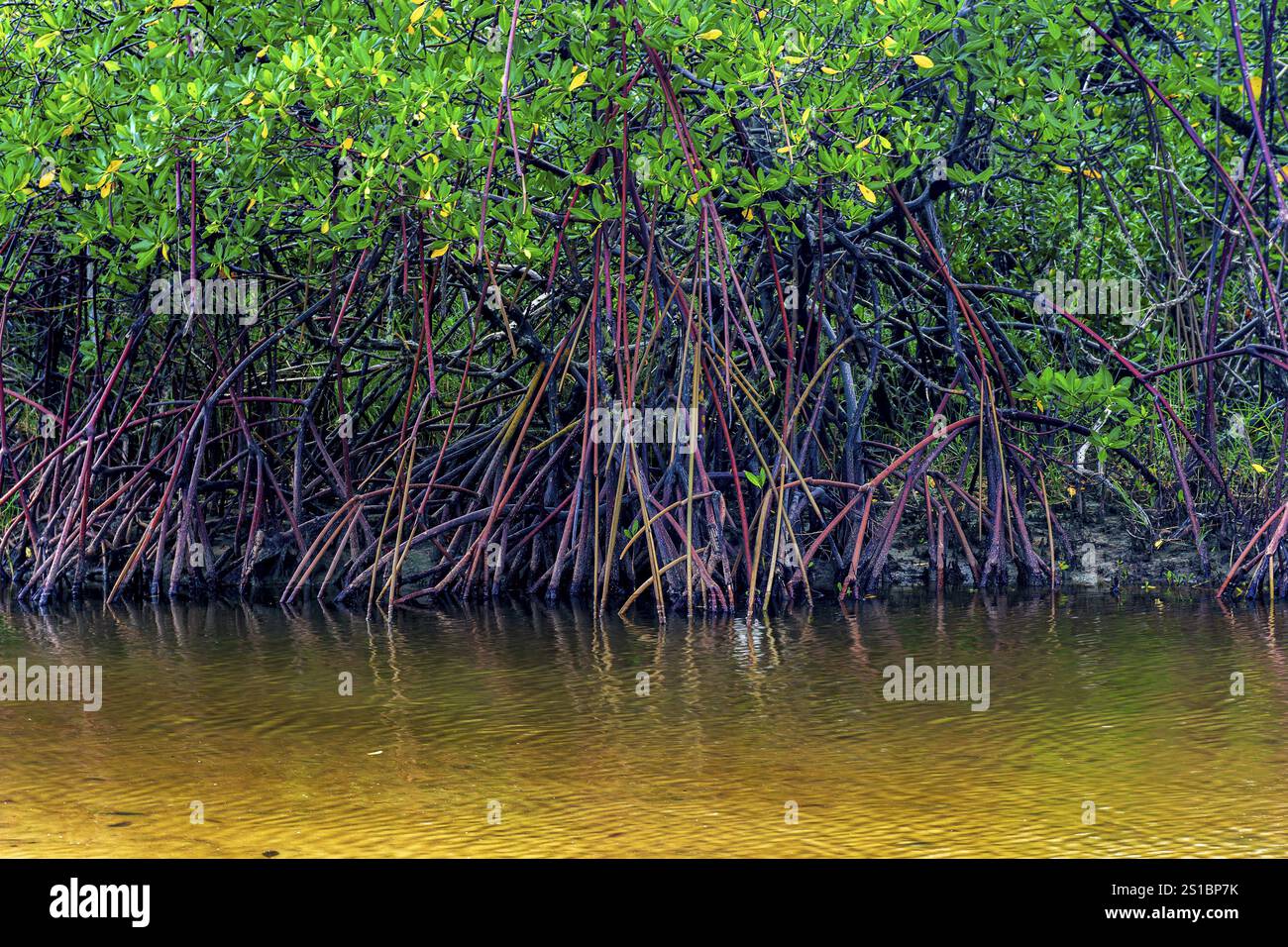 Roots of mangrove trees stuck in the water on the southern coast of the ...
