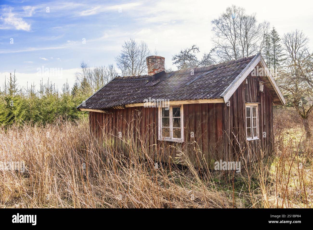 Old abandoned wooden cottage in a overgrown garden with a spruce ...