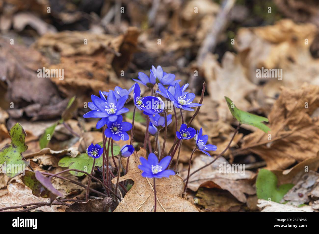 Hepatica (Anemone hepatica) flowers in bloom in early spring amongst ...