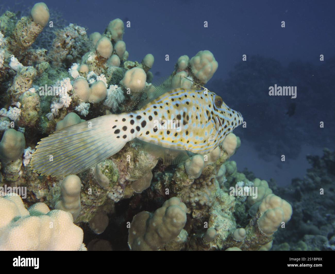 A dotted script filefish (Aluterus scriptus) swims over bright corals ...
