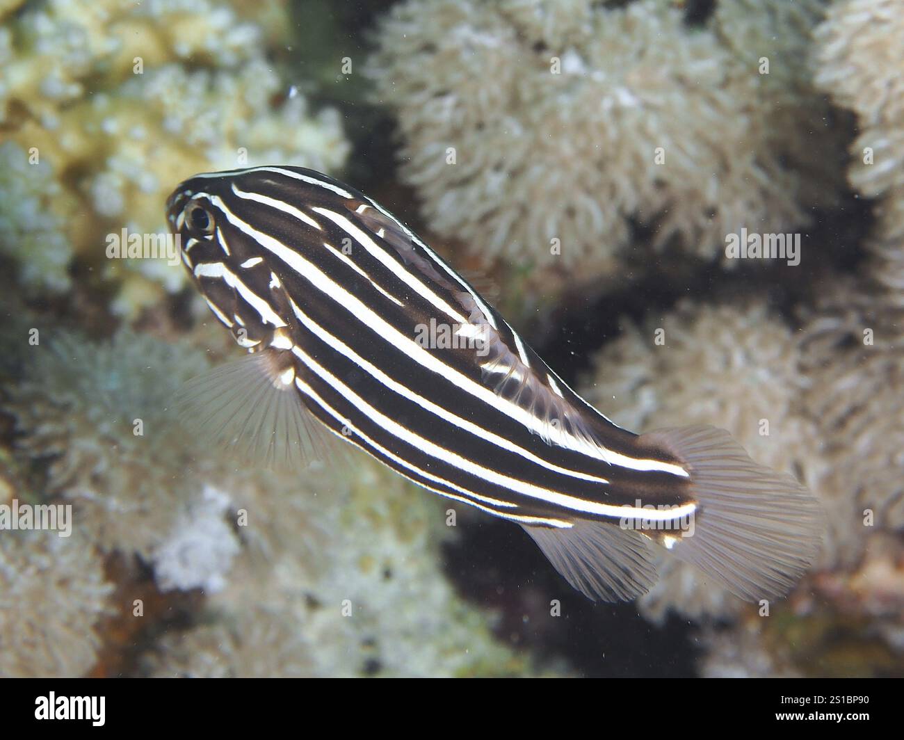 Six line soapfishes hi-res stock photography and images - Alamy