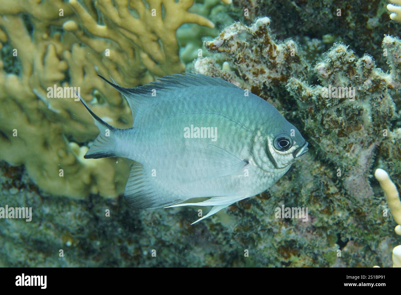 Small blue fish, white-bellied demoiselle (Amblyglyphidodon indicus ...