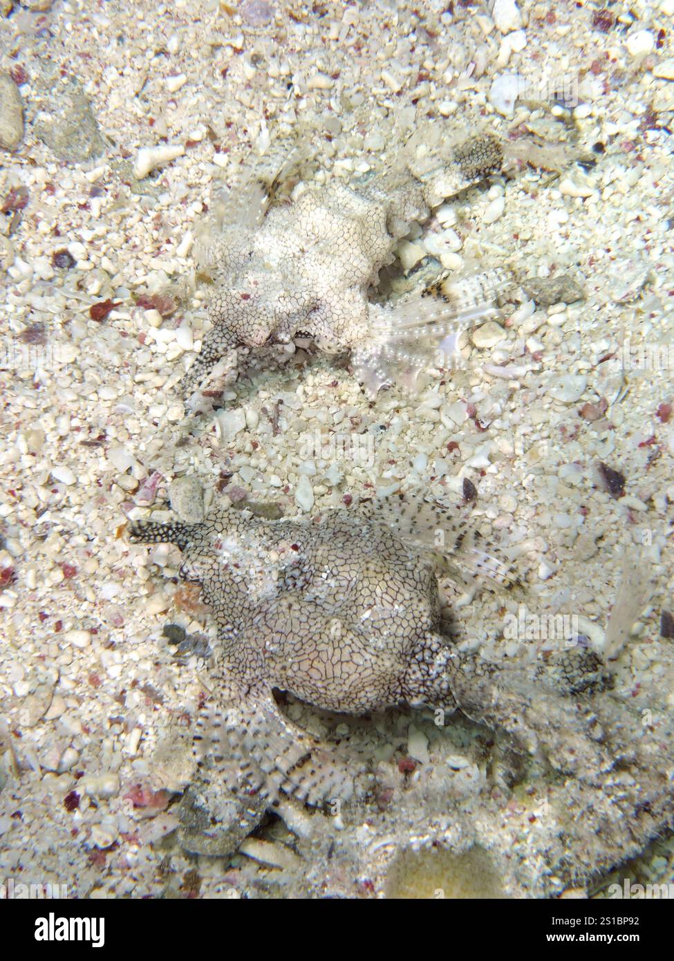 Two perfectly camouflaged fish, dwarf winged horsefish (Eurypegasus ...